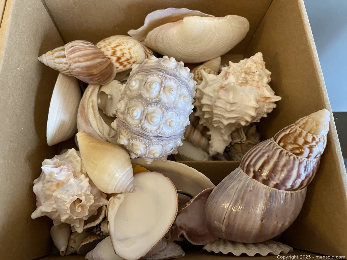 Mixed Sea Shells Over 20 Pieces with Decorative Coral Branch | Maxsold