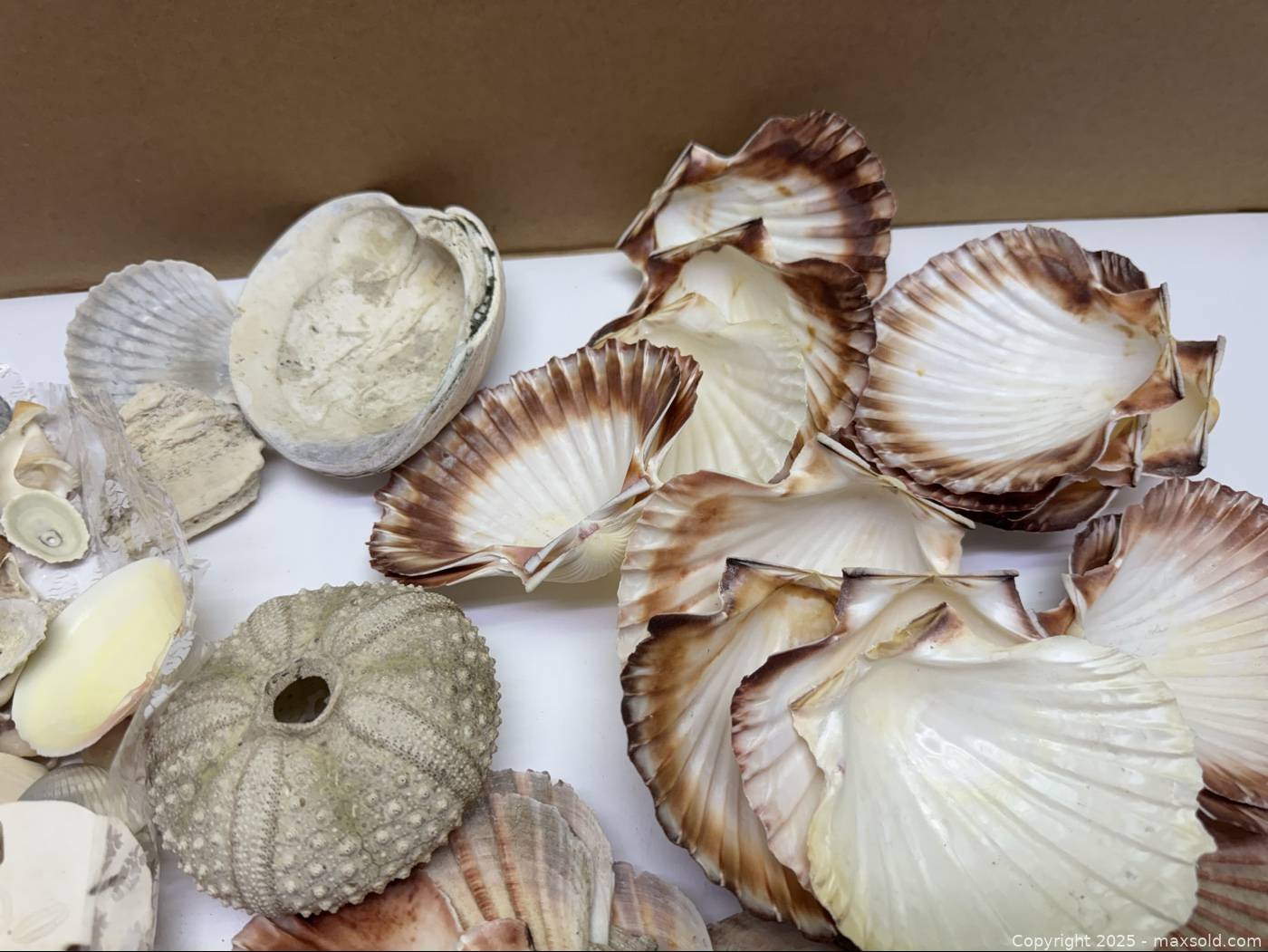 Assorted Sea Shell Collection | Maxsold