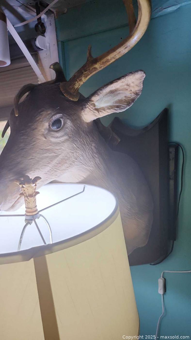 Gemmy Buck Animated Talking Deer Head | Maxsold